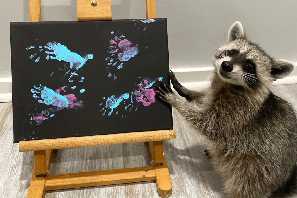 Tito, Piper y Cheeto: los mapaches que conquistan las redes con su arte ...