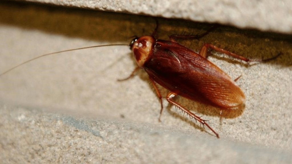 ¿Cómo eliminar a la “súper cucaracha”? Acecha en hogares mexicanos – El ...