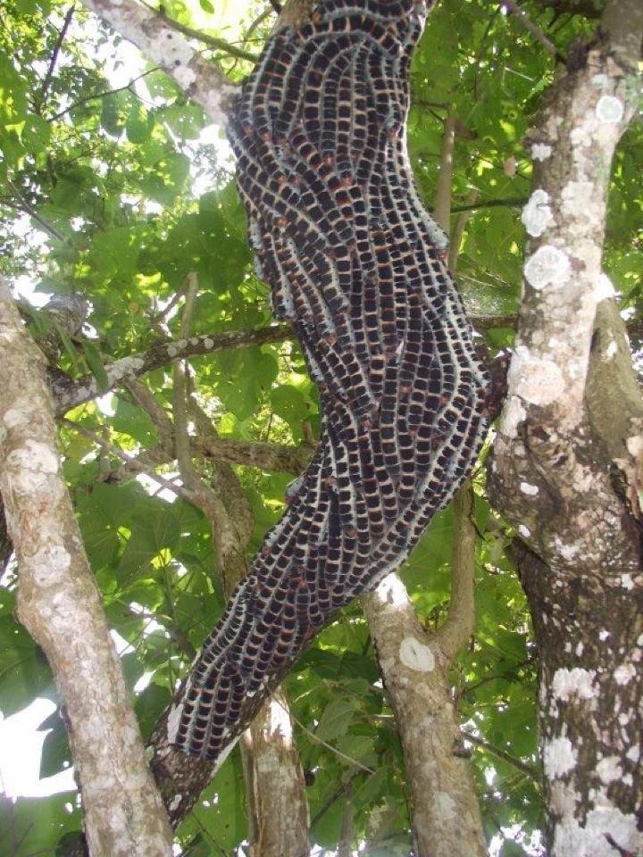 Descubre el sabor de los Zats, el gusano que se come en Chiapas - El ...