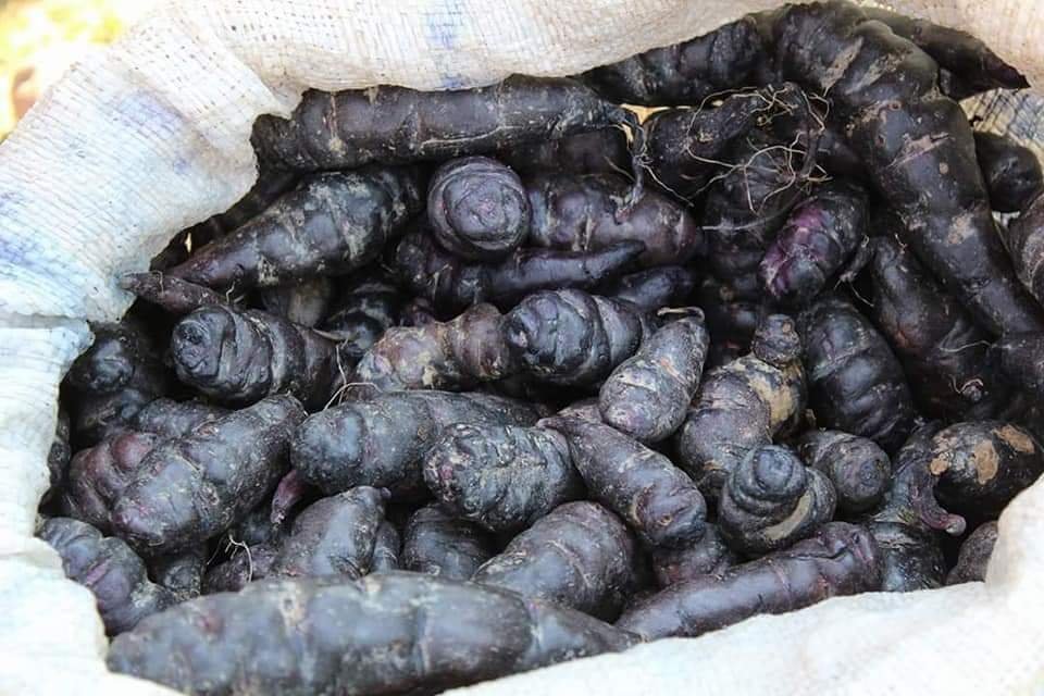 Estos son los beneficios de la mashua negra – El Momento Tabasco