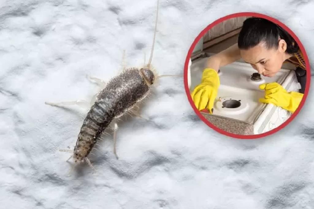 Remedios caseros para eliminar los insectos pececillos de plata – El ...