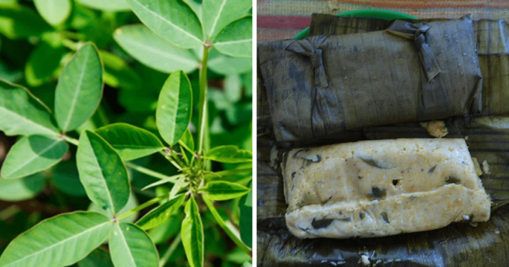 Chipilín: el quelite que da sabor, tradición y salud a la cocina del ...
